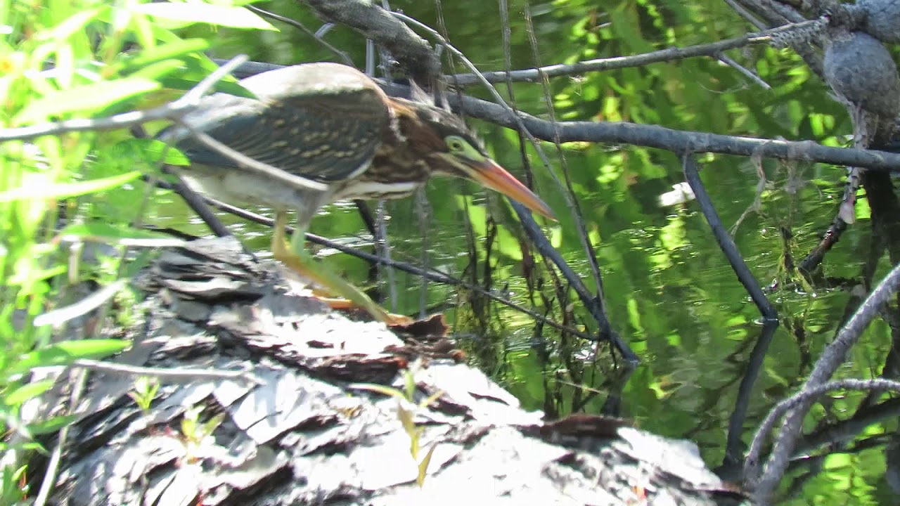 Outstanding Orange Beak, Yellow Lores & Legs on Juvenile Green Heron at ...