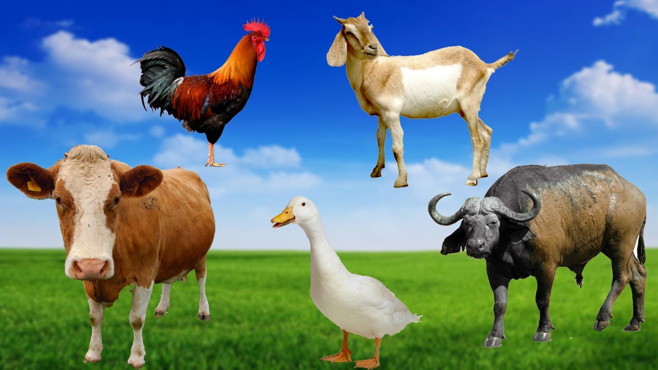 Cute Little Farm Animal Sounds - Macaw, Rabbit, peacock, Ducks, Cow ...