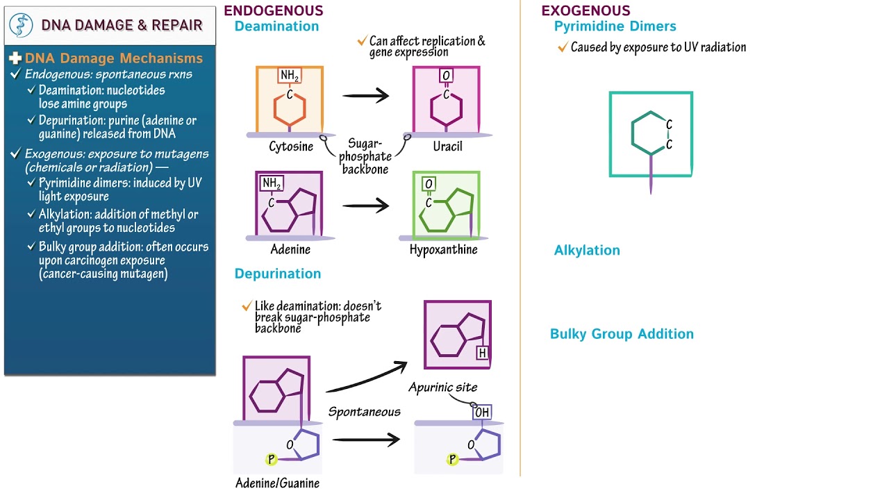 DNA Damage & Repair - YouTube