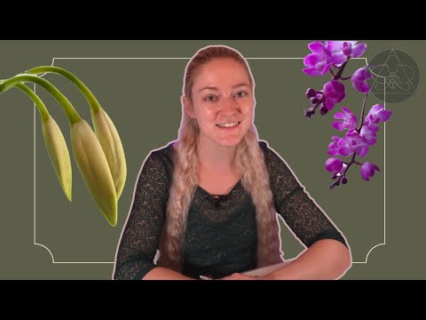 May 2026 Orchid Collection Tour - So Many Spikes!