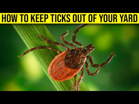 What Will Keep Ticks Out Of My Yard