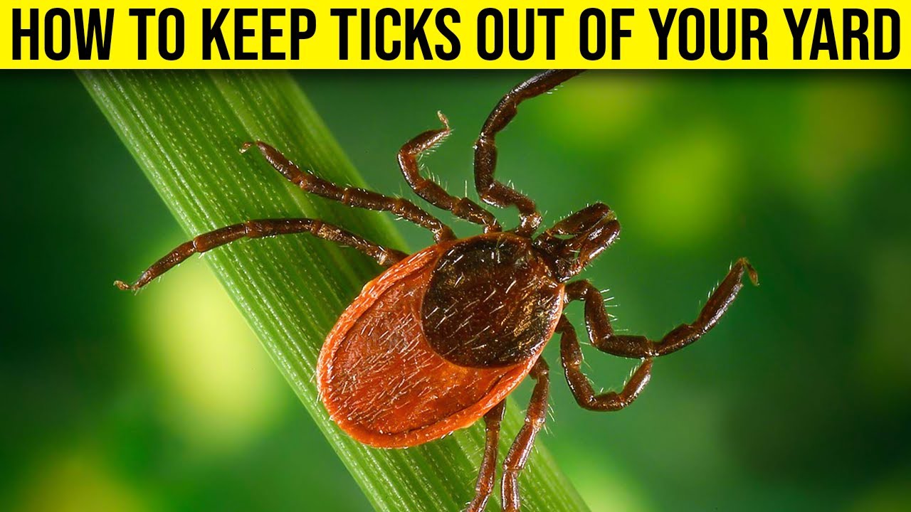 How to Keep Ticks Out of Your Yard - (Everything You Need To Know ...