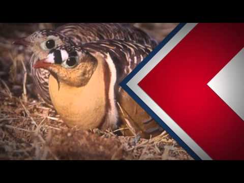 Çöl toyuqlarının qeyri-adi xüsusiyyəti