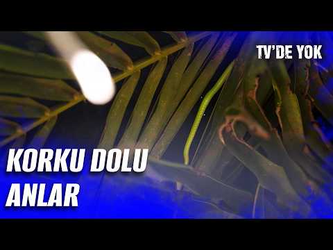 Adada Panik! Gönüllüler Takımı Korkutan Misafirle Karşılaştı | Survivor 2026 16. Hafta 5. Bölüm