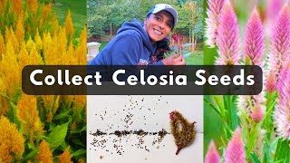 How To Collect Celosia Seeds 🌱 Harvest Store Save