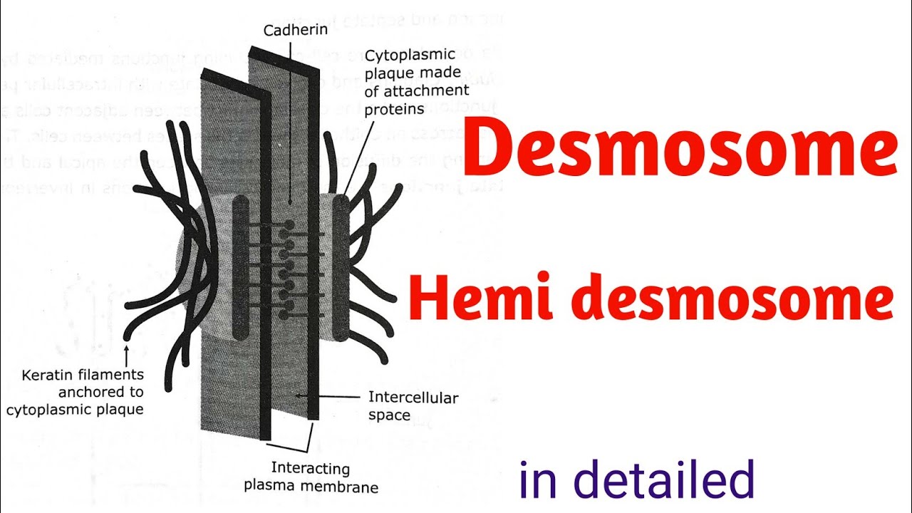 Intercellular Junctions Desmosome and Hemidesmosomes - molecular ...
