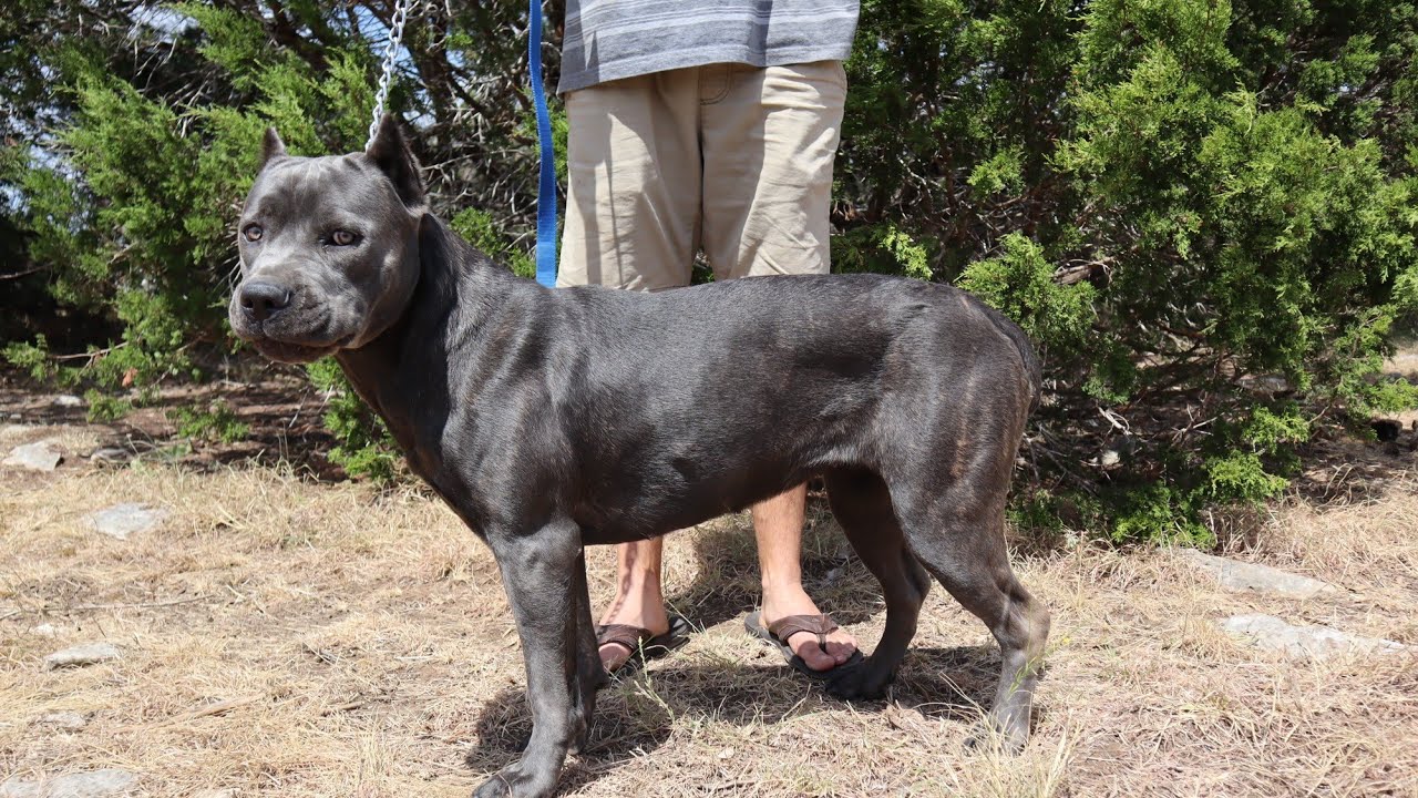 Letting the Queen Corso out to play - YouTube