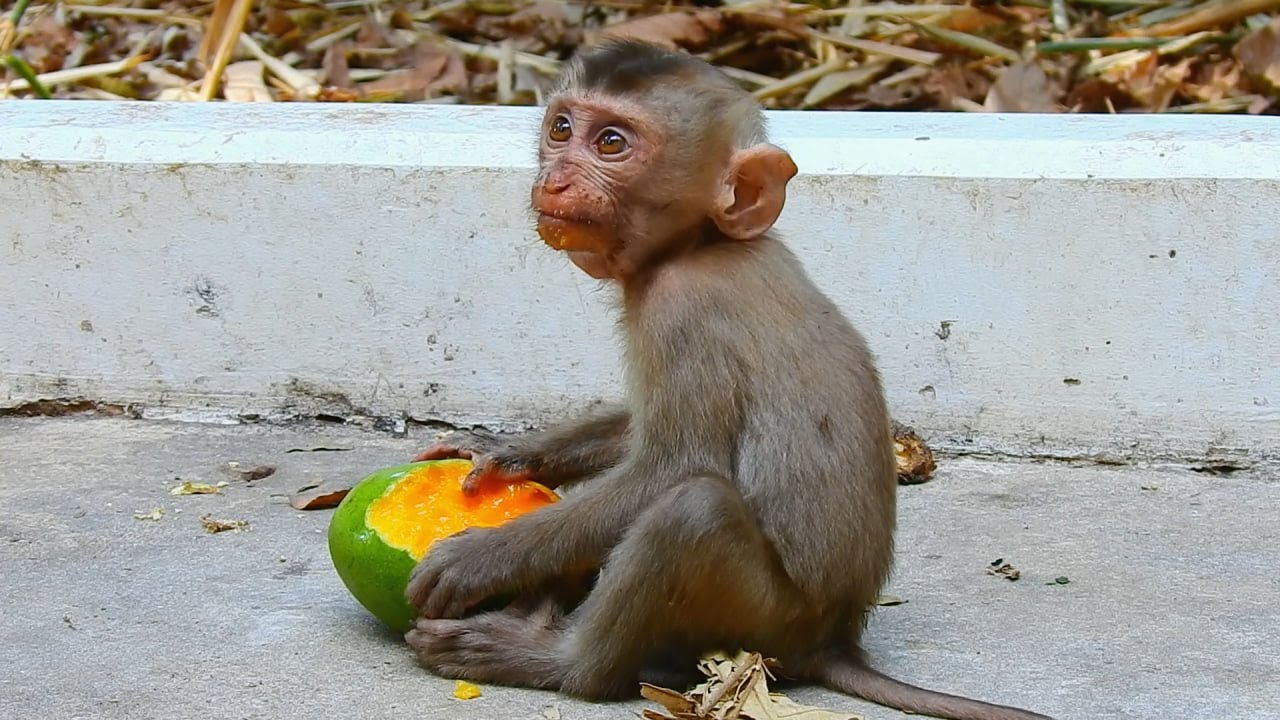 Adorable monkey Royston eats mango so delicious - YouTube