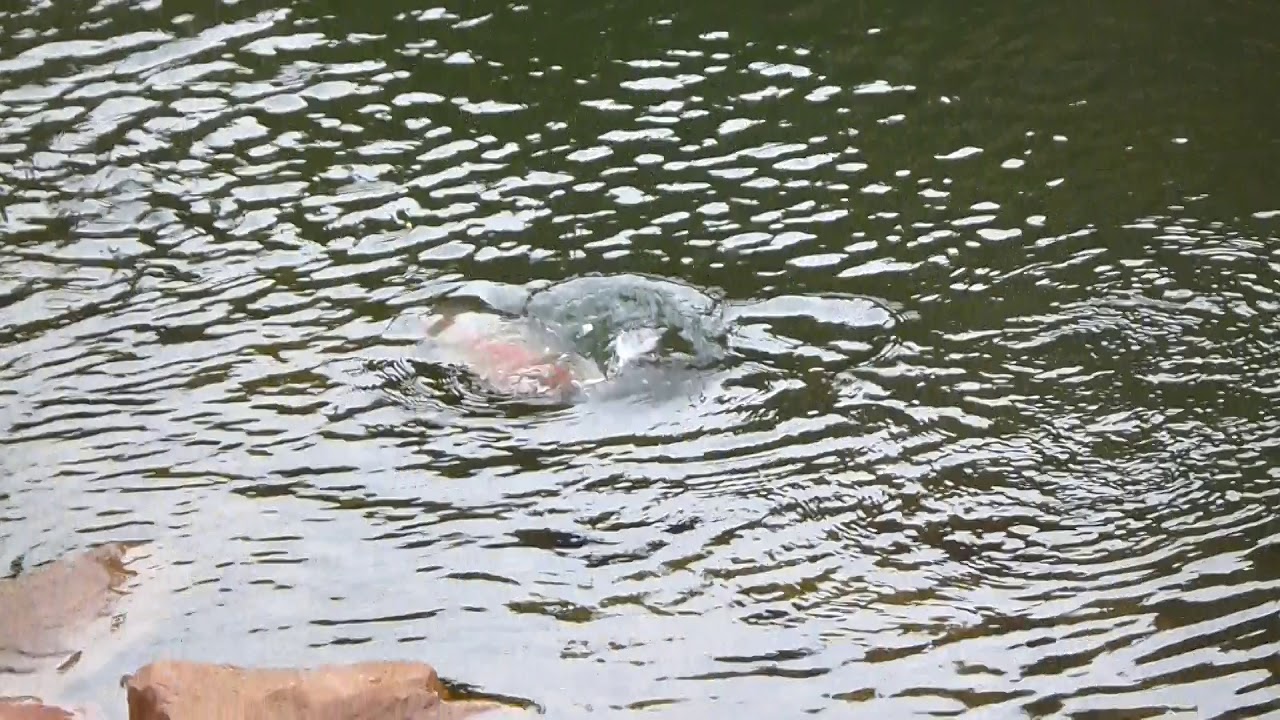 24 inch Rainbow on the Frying Pan - YouTube