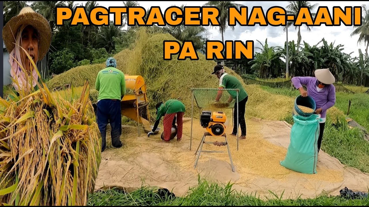 MABILIS NA ANG PAG-AANI NG PALAY NGAYON GAMIT ANG RICE THRESHER - YouTube
