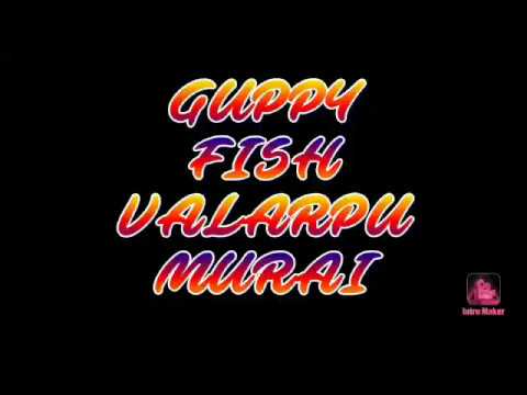 GUPPY FISH VALARPU MURAI (தமிழ்) - YouTube