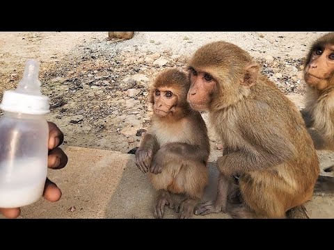 #monkey#animals Jerry drinking milk 🍼🍼🤤🤤 cute baby drinking milk 01491 ...