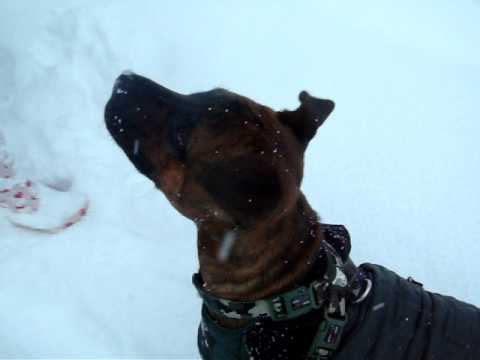 irish staffordshire bull terrier - YouTube