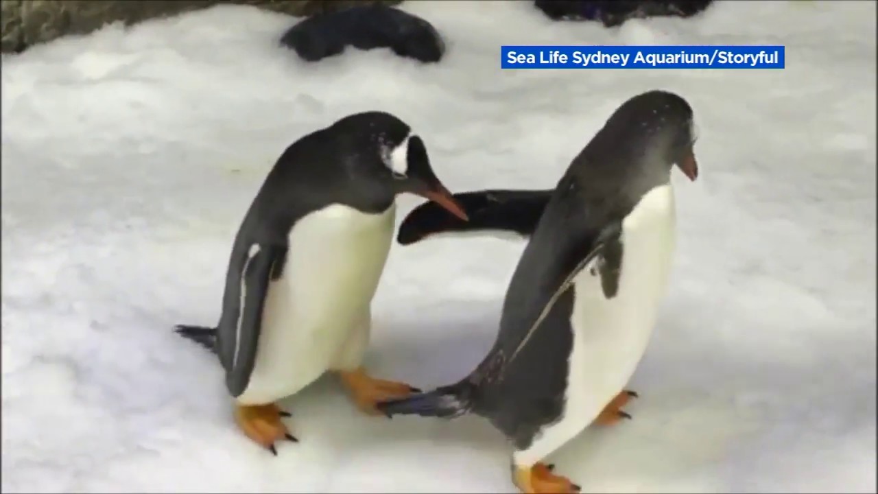 Same-sex penguin couple is first in Australia to nurture foster egg ...