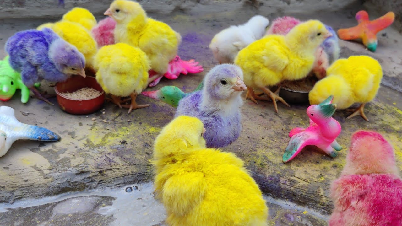 cute hen videos - Cute hen playing - cute hen playing and eating part ...