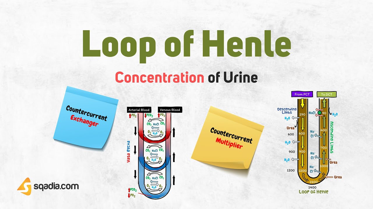 Concentration of Urine | Loop of Henle | Human Anatomy and Physiology ...