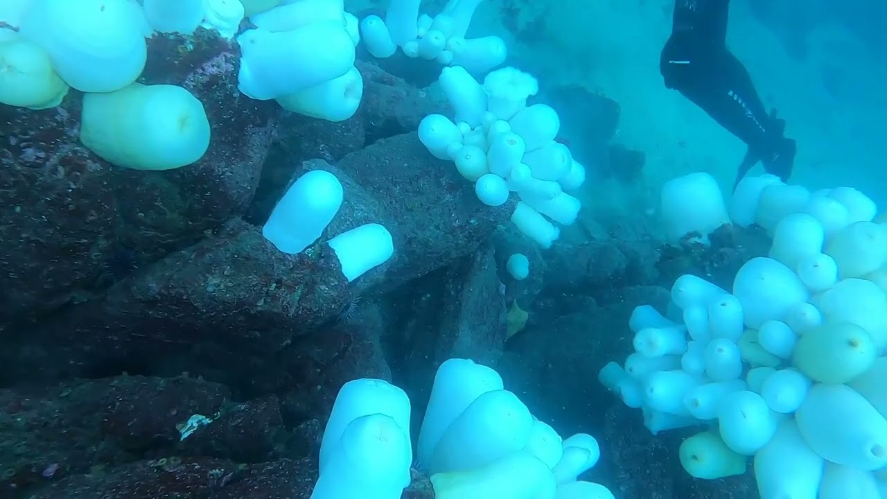 Monterey Breakwater Scuba Dive | Metridium & the wall | gopro hero 8 ...