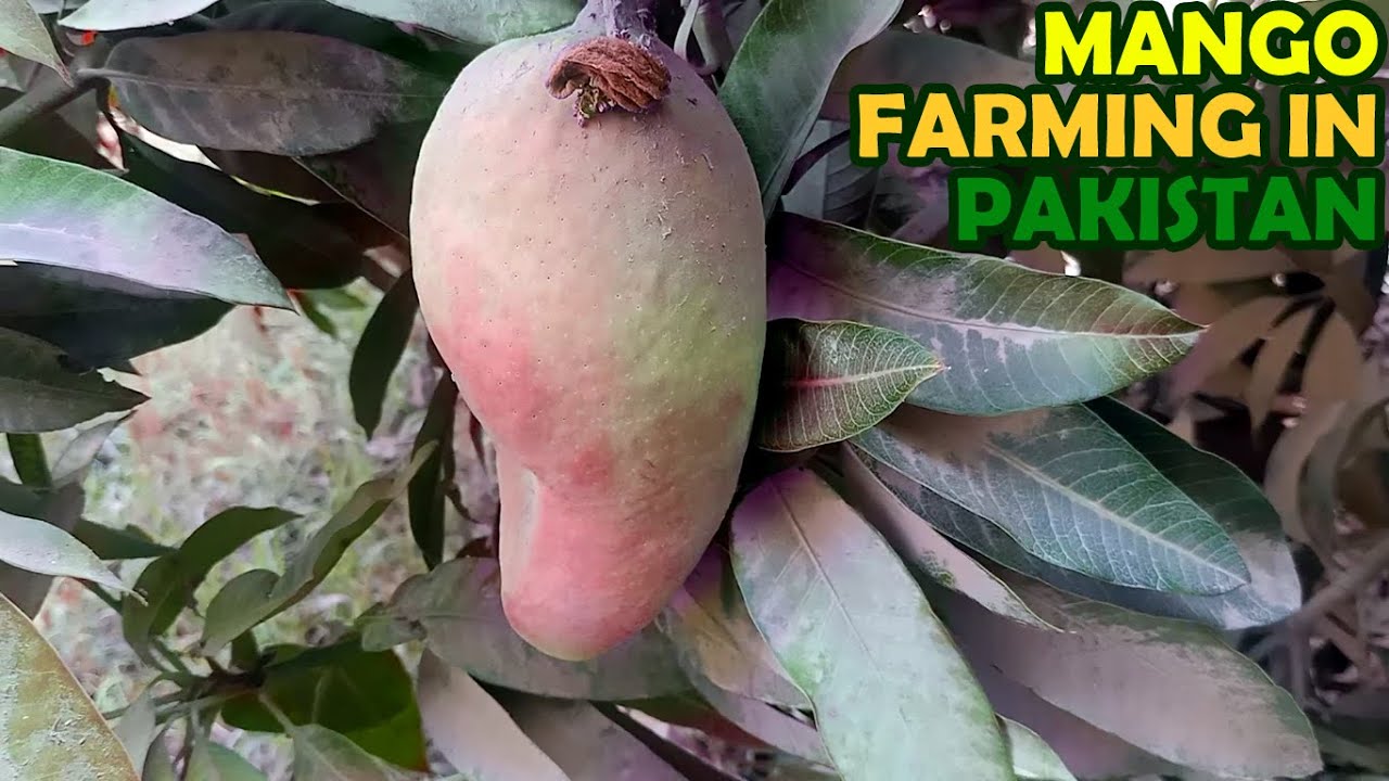 Mango Farms in Multan Punjab Pakistan I Export Quality Mango I Mand Ke ...