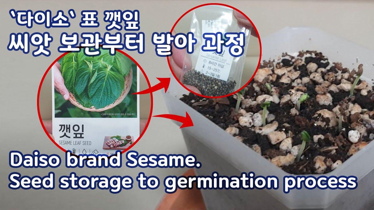 다이소 깻잎 씨앗 발아 테스트_Daiso perilla leaf seed germination test - YouTube