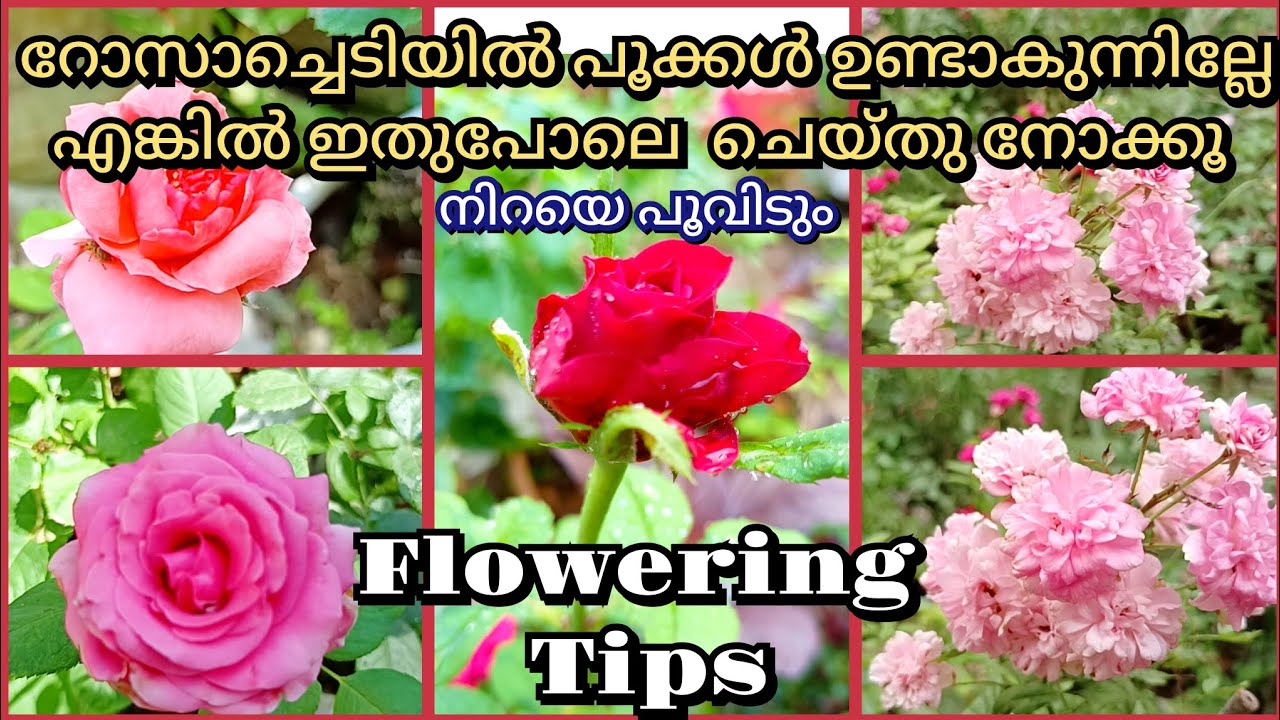 Rose flower poovu undakan | Tips for Flowering of rose Plant | ഓരോ വ ...