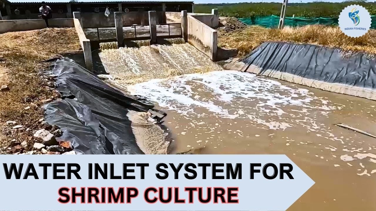 WATER INLET SYSTEM | SHRIMP CULTURE | #indianfisheries #viral #trending ...