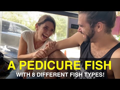 Experiencing the Fish Pedicures With 8 Different Fish Types in Taiwan ...