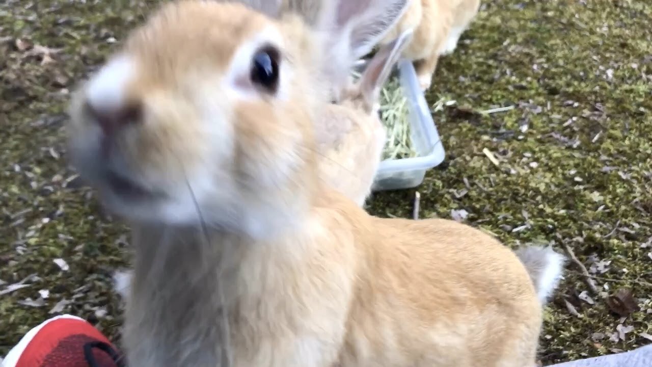 All friendly rabbits - YouTube