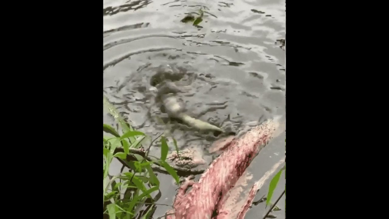 Alligator death roll - YouTube