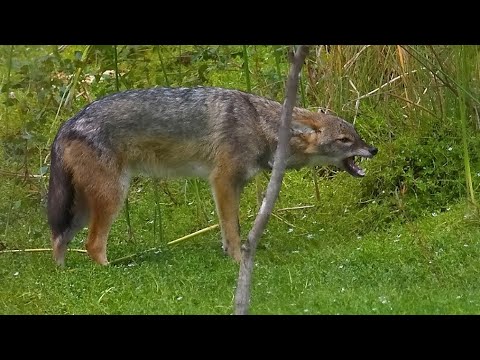 Golden jackal smiling in the rain תנה מחייכת בגשם בראש ציפור - YouTube