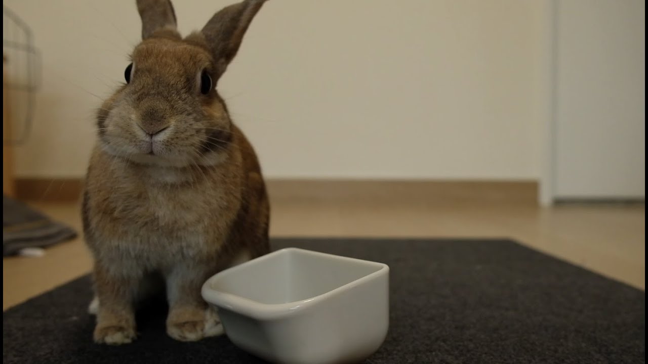 ASMR MUKBANG Rabbit food, Eating - YouTube