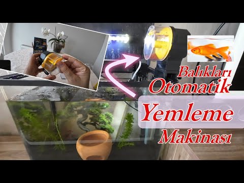 Akvaryum Balıkları İçin Otomatik Yemleme
