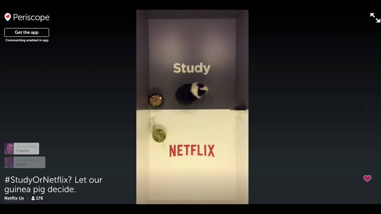 Netflix Netflix or Study? Finals Guinea Pig Case Study - YouTube