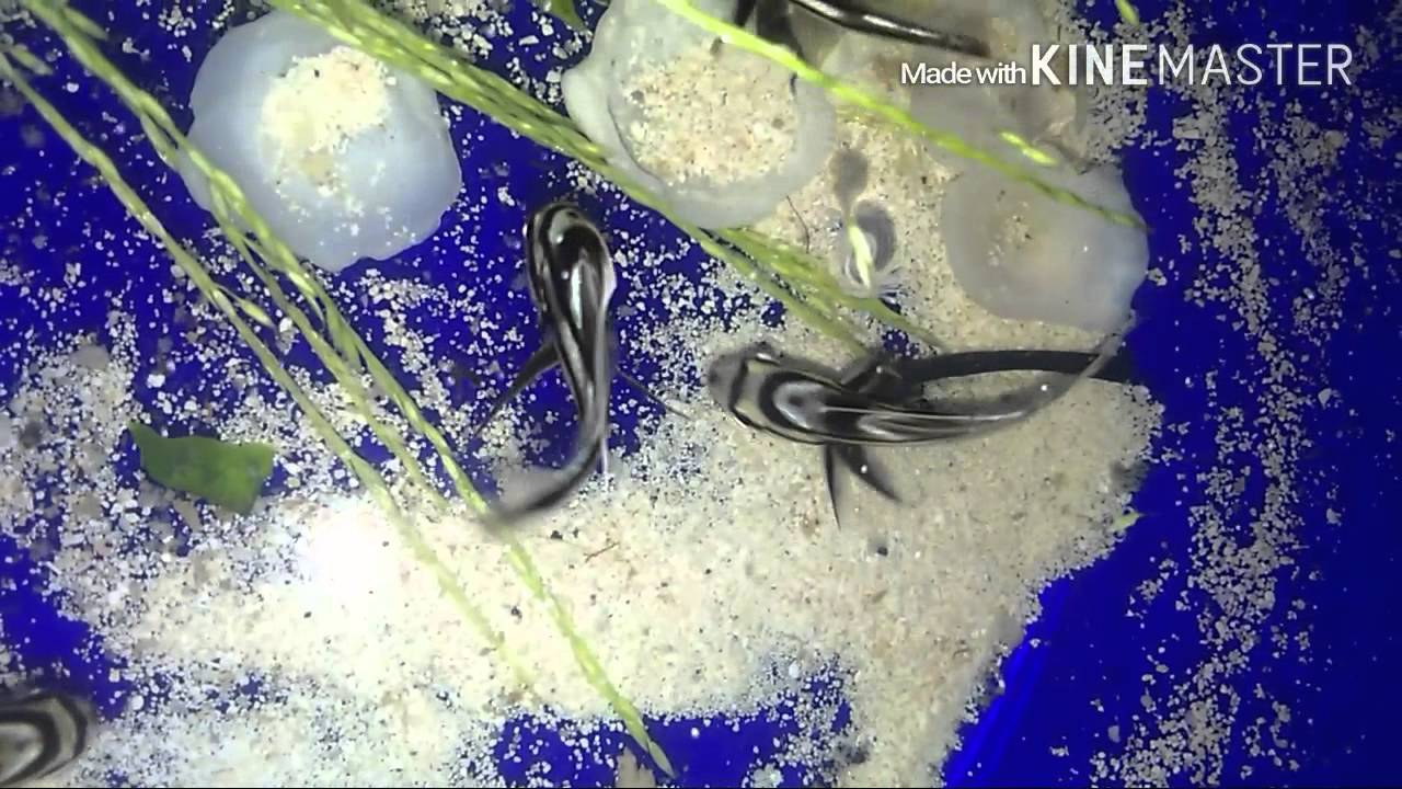 El pez más bonito del mundo - YouTube