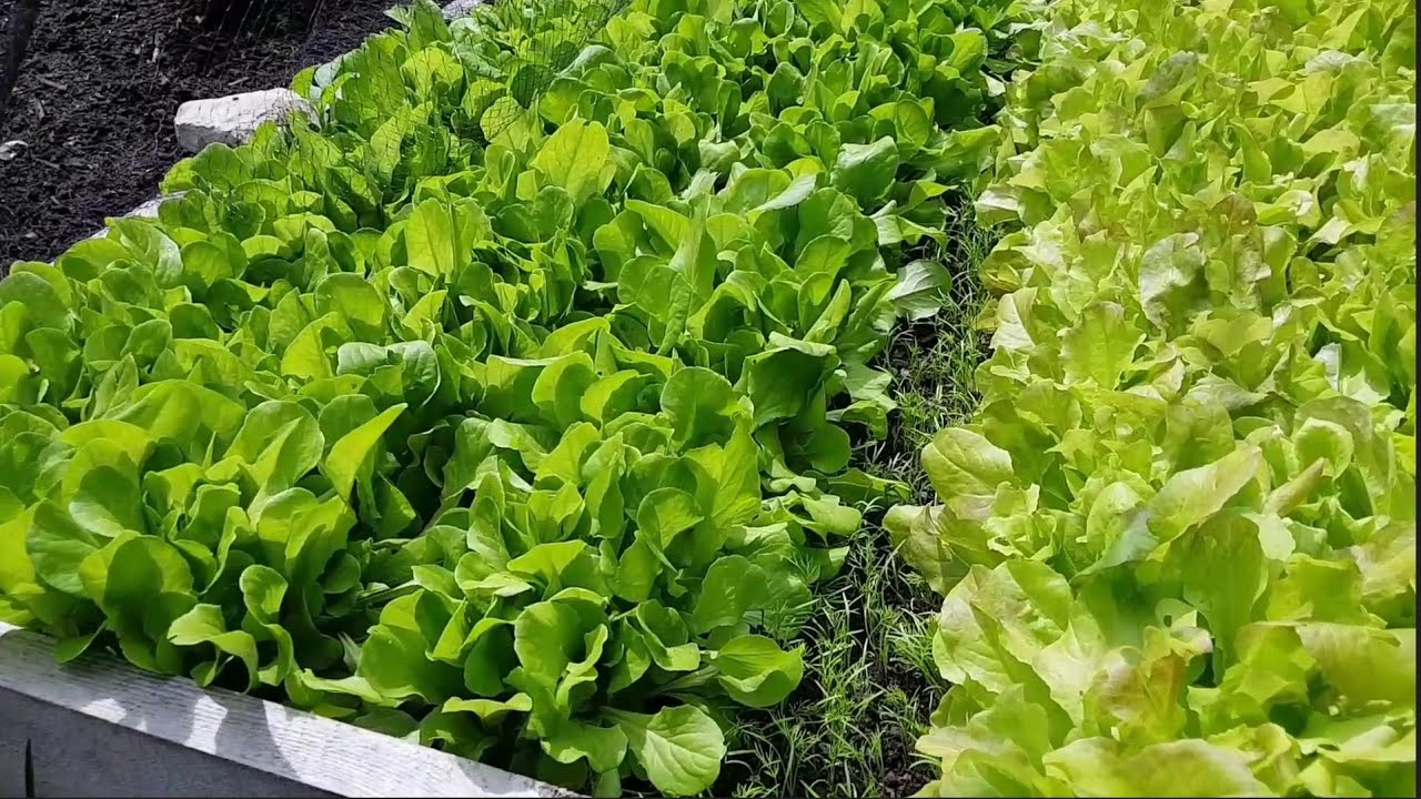 How to Grow Lots of Lettuce - High Intensity Cut and Come Again Method ...