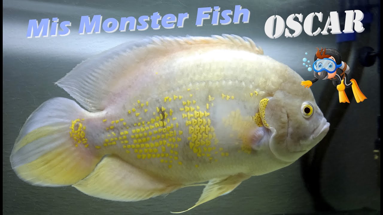 Mis Monster Fish OSCAR - YouTube