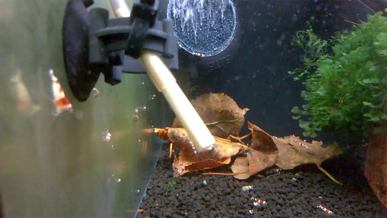 DIY Pure Oxygen Generator for Shrimp Tanks: How to Build One Using H2O2 ...