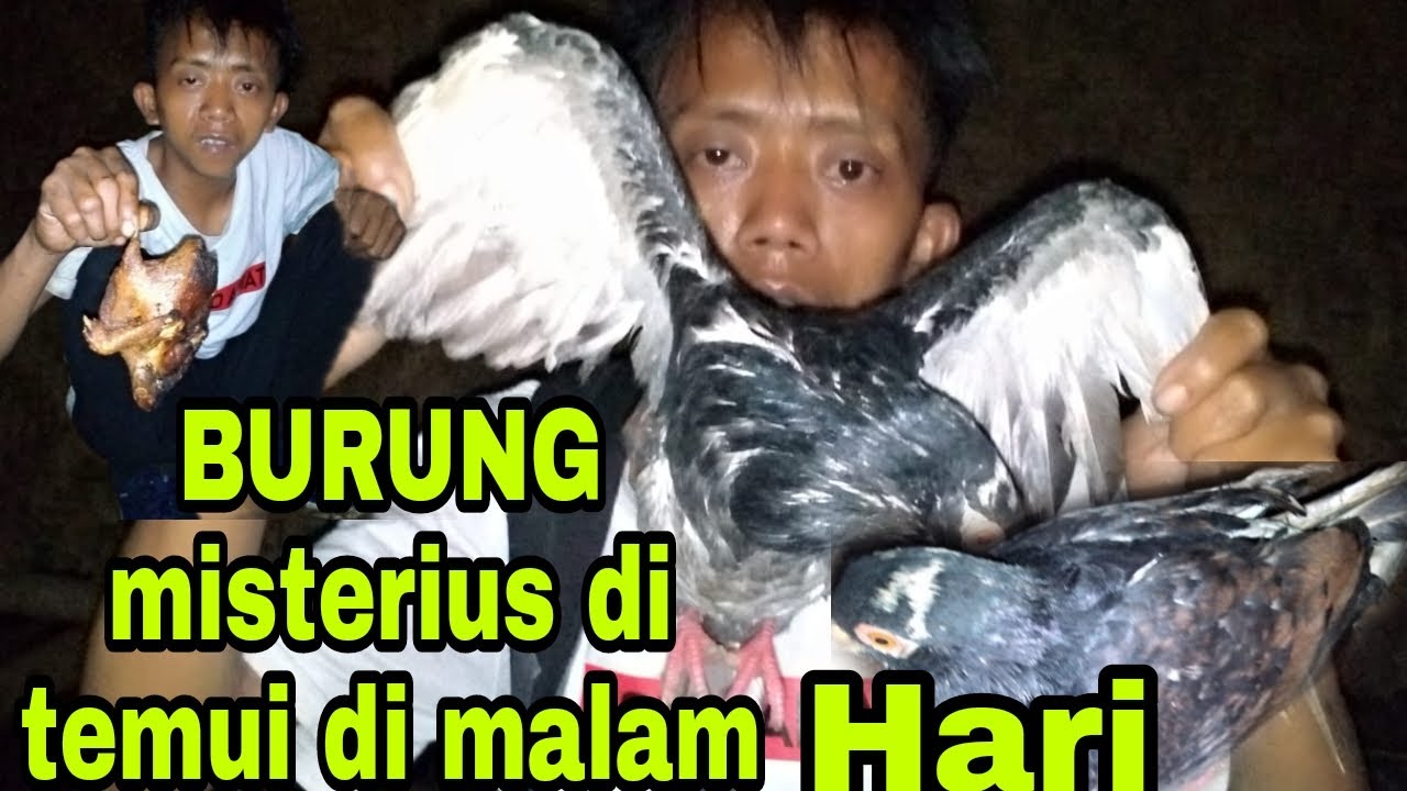 BURUNG MERPATI GORENG SAMBEL INSTAN😋 HASIL B3RBURU - YouTube