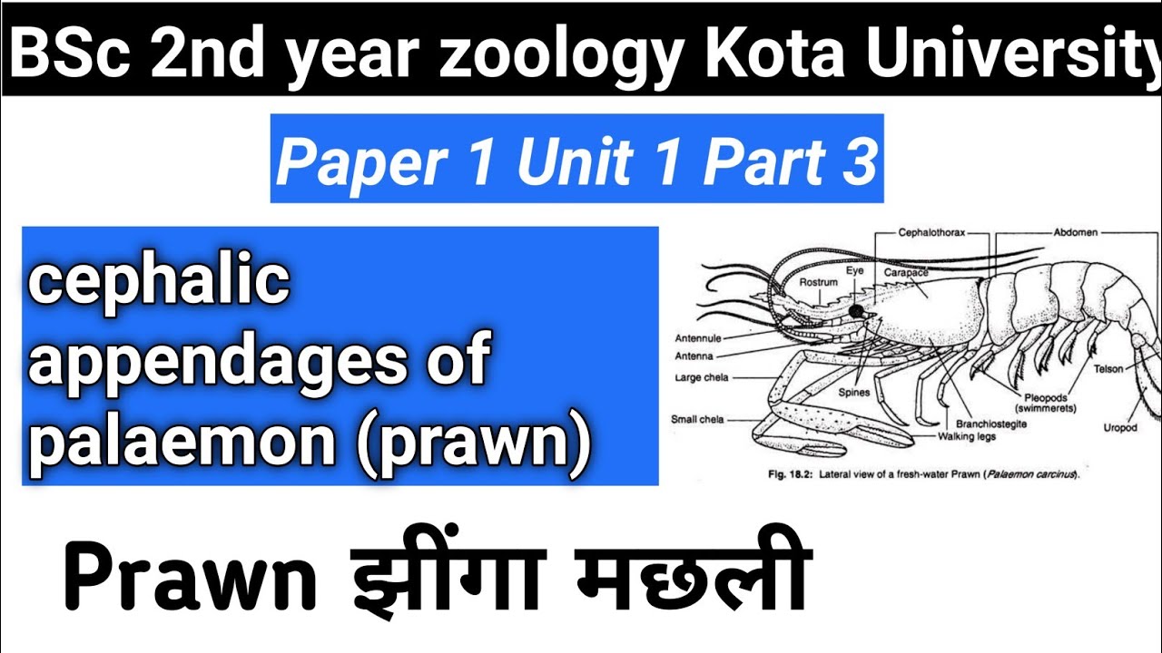 cephalic appendages of palaemon (prawn) - YouTube
