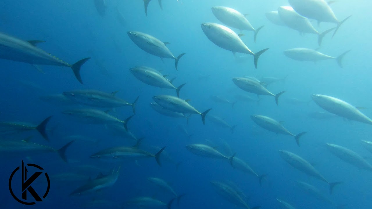 Bluefin Tuna School