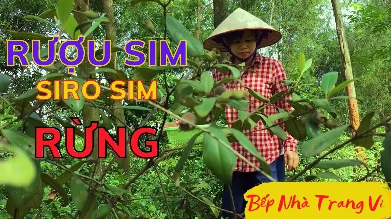 Mùa Sim - Đi Hái Sim về Làm Siro Sim và Rượu Sim - Bếp Nhà trang Vi ...