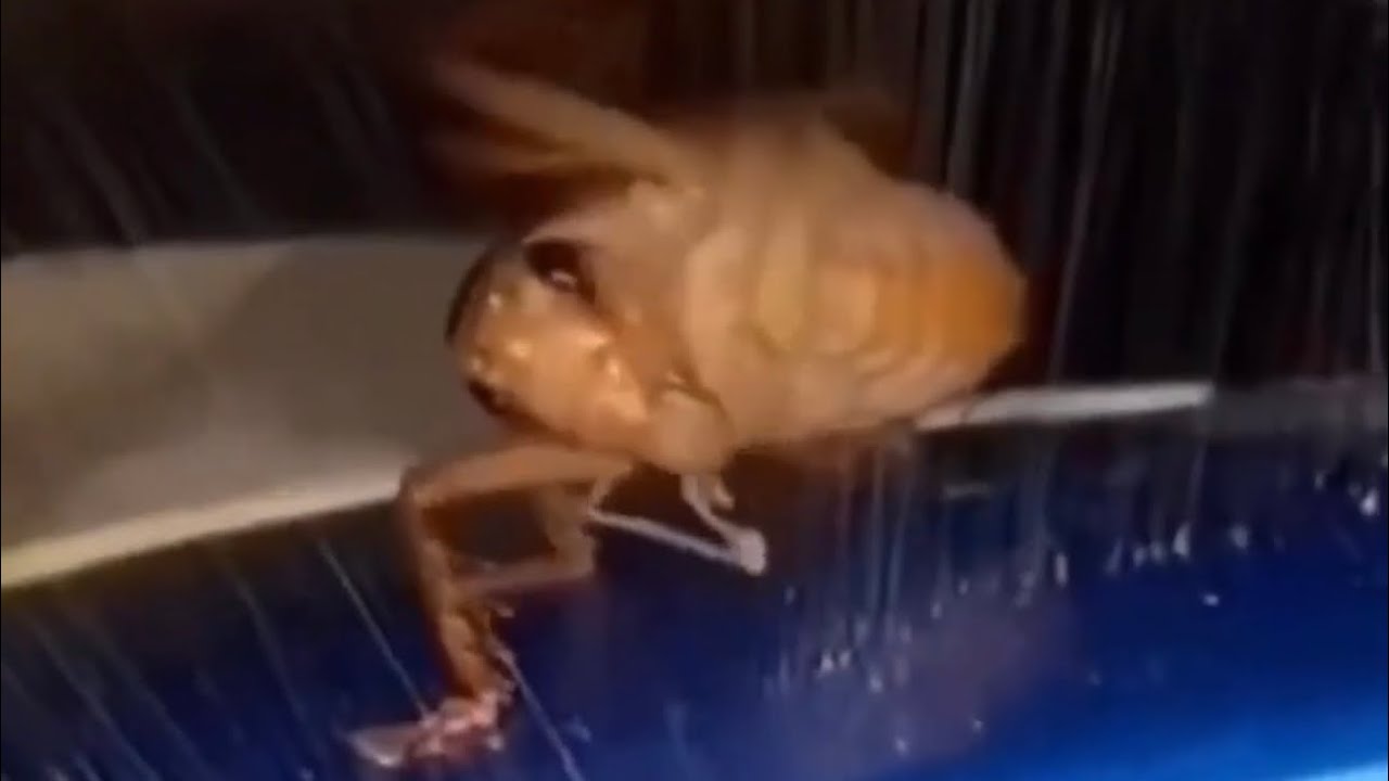 What Would You Do If This ALIEN Was In Your Car?? 😳👽 - YouTube