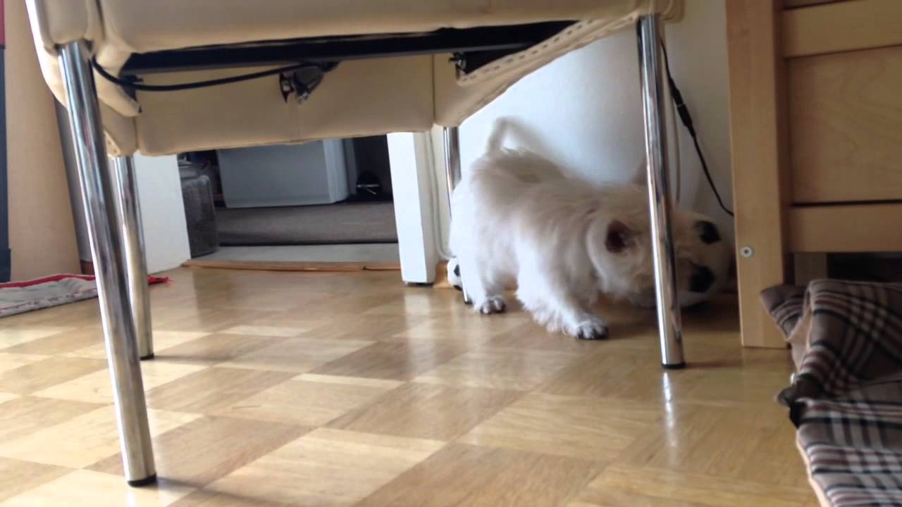 Pippa the Puppy: Soccer fan - YouTube