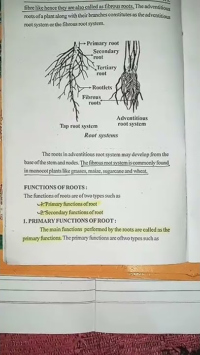 Root- describe structure, types and function of roots |root system|# ...