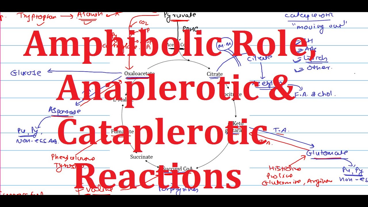 12. Amphibolic role, Anaplerotic & Cataplerotic reactions of TCA cycle ...