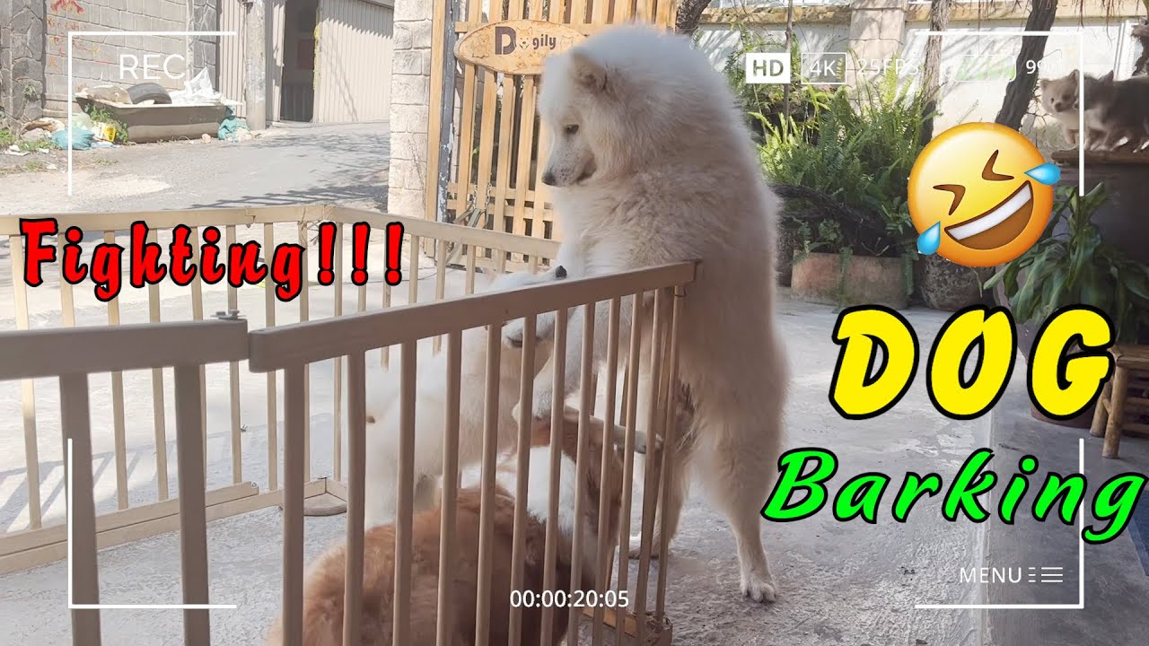 Corgi Dogs Fighting With Each Others So Funny | Dog Island - YouTube