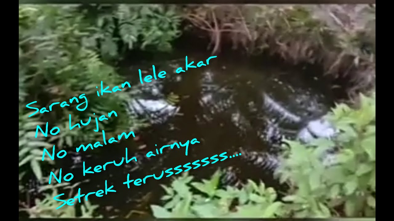 LELE AKAR || LELE LEMBAT YG BERSARANG DI KOBANGAN KECIL - YouTube