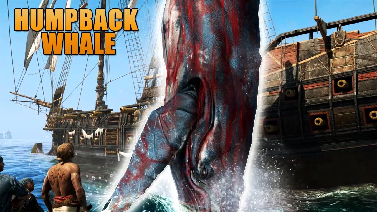Harpooning Humpback Whale Max Level - Ac Black Flag - YouTube