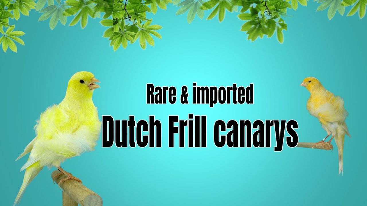 Rare Variety Canarys 🤩 #birds #canary #pets #birds #kerala #new # ...