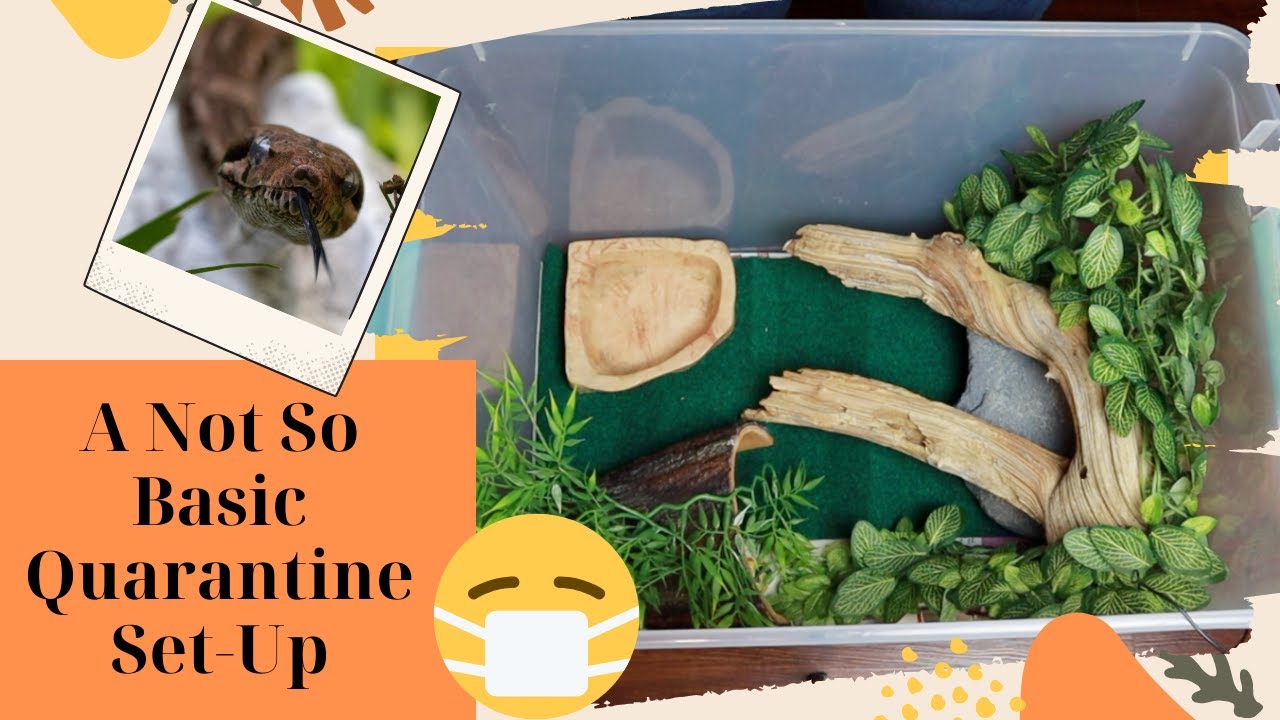 Quarantine Set-Up for New Baby Snake - YouTube