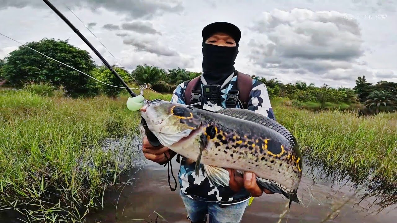 EXOTIC FISH ‼️ REKOR MENDAPATKAN IKAN TOMAN BUNGA SEBESAR INI ‼️ - YouTube